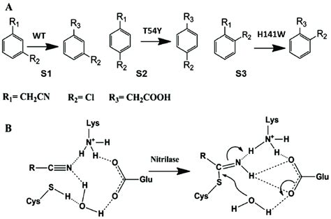 4 A The Nitrilase Substrate Selectivity Of Ortho Meta And Para