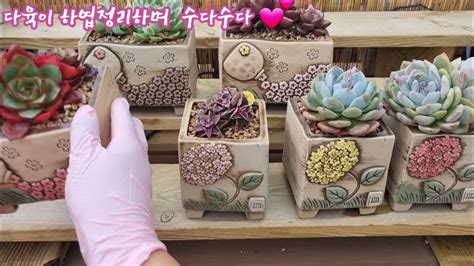 다육이 하엽정리하면서 수다수다 Youtube