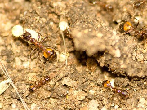 Tiny Ants In Your Home Pharaoh Vs Argentine Ants In Nw Louisiana