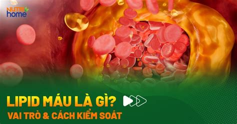 Lipid máu là gì Thành phần vai trò và cách kiểm soát