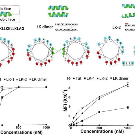 Lk Peptide And Derivatives Cell Penetrating Efficiency A Simplified