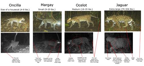 Is A Margay And Ocelot The Same 2022 🐬 Animalia Lifeclub