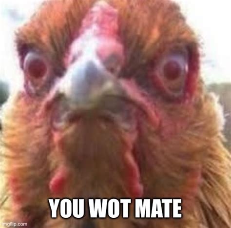 Evil Chicken Eye Imgflip