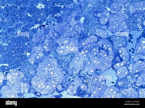 Adrenal Gland Cortex And Medulla Light Micrograph Stock Photo Alamy