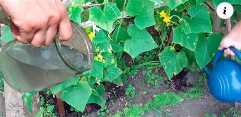 Маловідомий рецепт який дозволить прибрати гіркоту з огірків та прискорити ріст Рецепти для життя