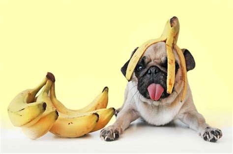 Can Dogs Eat Bananas Nextrition Pet