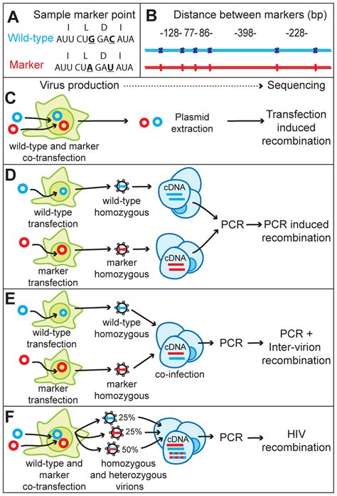 Schematic Representation Of The Marker Recombination System A Marker