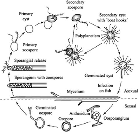 Saprolegnia Reproduction