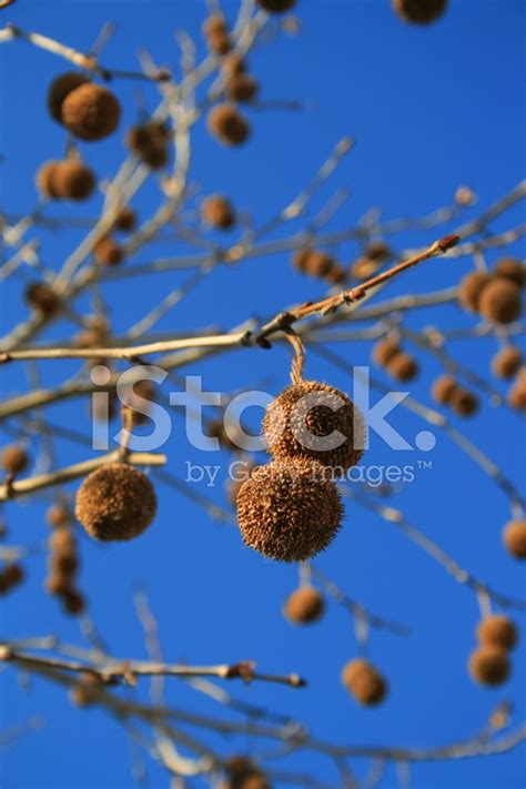 Tree Seed Pods Stock Photo Royalty Free Images FreeImages