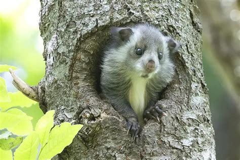Japanese Giant Flying Squirrel Facts Habitat And Pictures
