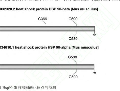 The Prediction Of Palmitoylated Sites Of Mouse Hsp90 Protein By Download Scientific Diagram
