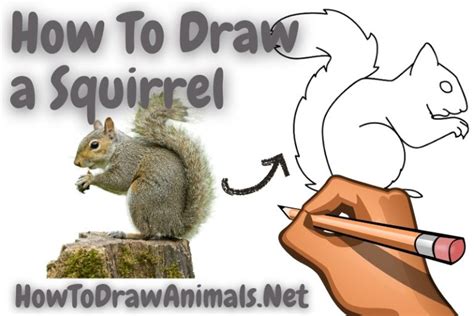 How To Draw A Lynx Fun And Easy Drawing Tutorial