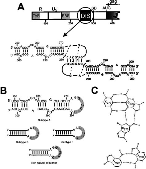 A Localization Of The Dis In The 5 9 End Of Hiv 1 Genomic Rna And Download Scientific Diagram
