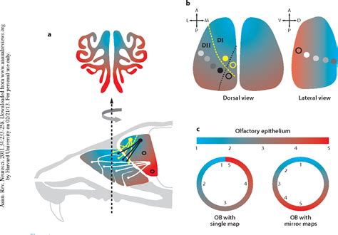Figure 2 From Olfactory Maps In The Brain Semantic Scholar