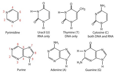 Nucleotide Chemical Structure