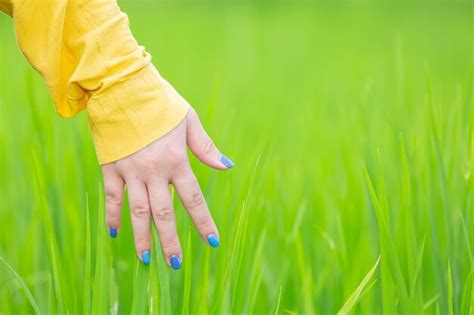 Grass Field Touch Pictures Freepik