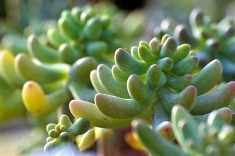 Jelly Bean Plant Care Tips And Tricks