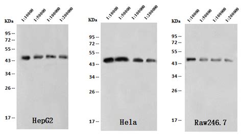 Anti Beta Actin Antibody Mouse Mab 100166 Mm10 Sino Biological