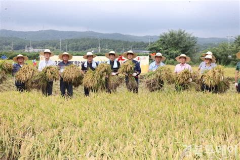 풍년 농사 결실 흥해읍 덕성리에서 올해 첫 벼 베기 실시