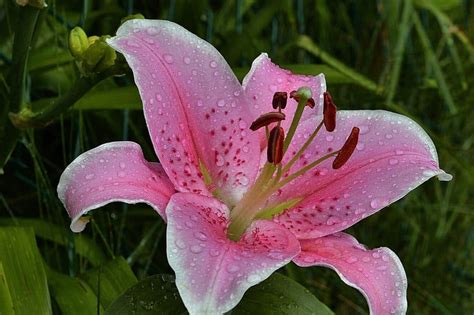 Stargazer Lily Meaning And Symbolism Perfection Success