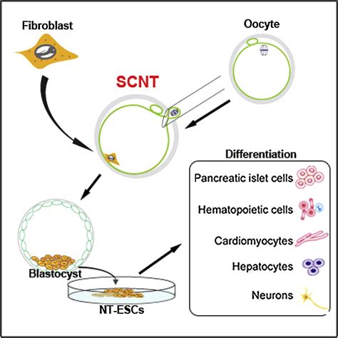 Somatic Cell Diagram
