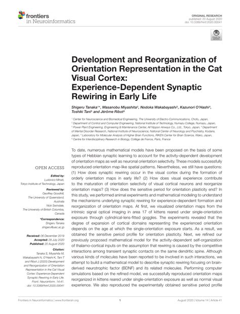 Pdf Development And Reorganization Of Orientation Representation In The Cat Visual Cortex
