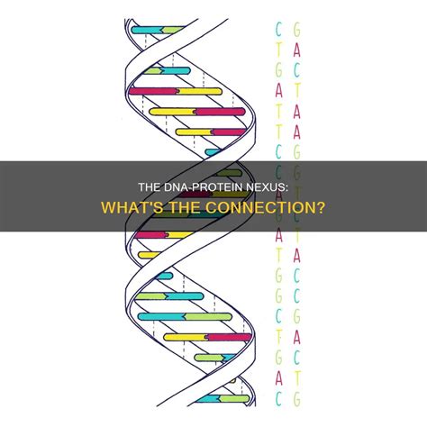The Dna Protein Nexus Whats The Connection Medshun