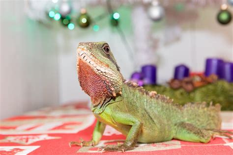 Зеленая домашняя ящерица · бесплатная фотография от Chappie картинки и обои на рабочий стол