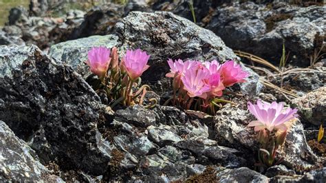 Ceqa Exemptions Cnps Conservation Tools