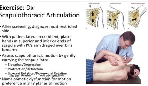 Scapulothoracic Joint Functional Anatomy Dx And Tx Flashcards Quizlet