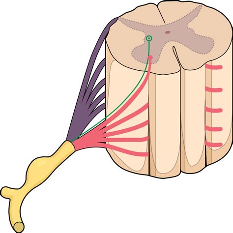 Marrow Figure Science Figures