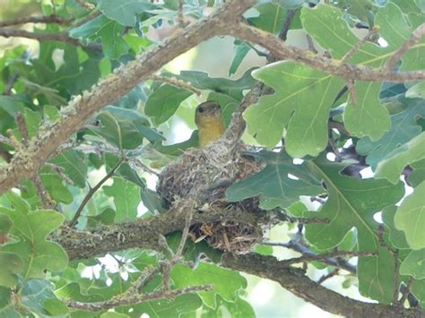 Lesser Goldfinch At Nest Sedgwick Peterschneekloth Flickr