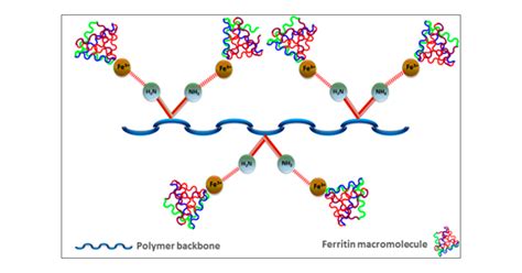 Polyfluorene Based Bioconjugates For Selective Detection Of Ferritin In Normal And Cancer Human