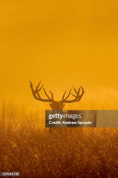 Red Stag Roaring Photos And Premium High Res Pictures Getty Images