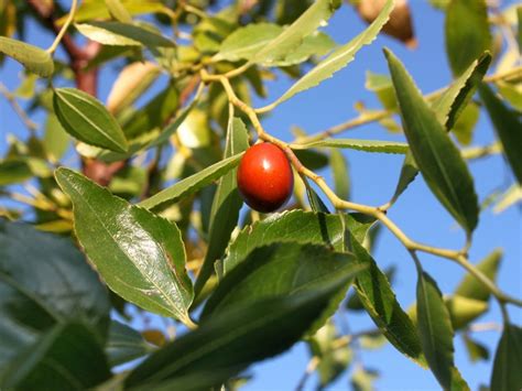 How To Grow Jujube Tree From Seed At Victoria Otero Blog