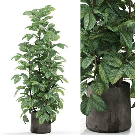 Plants Collection 1030 3d Model Cgtrader