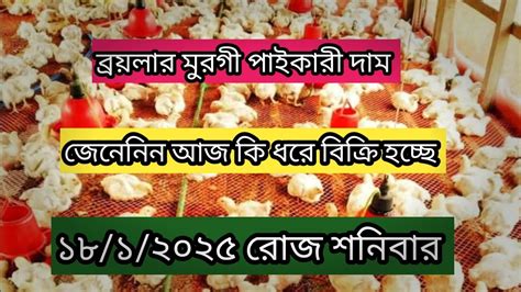 Boiler Murgi Price বয়লার মুরগির পাইকারি দাম সোনালি মুরগি পাইকারি দাম আজকের বাজার মুরগির বাজার