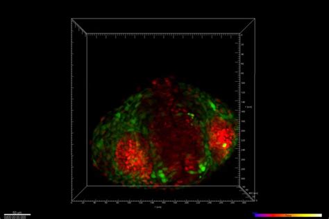 Figures And Data In Sox10 Dependent Neural Crest Origin Of Olfactory