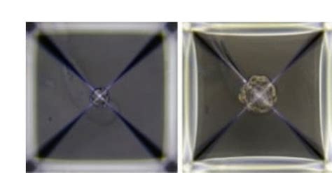 정자·난자 없이 쥐 인공배아 만들었다인간배아까지 가나