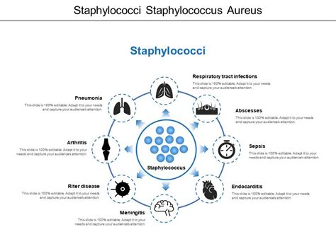Staphylococci Staphylococcus Aureus PowerPoint Slides Diagrams Themes For PPT