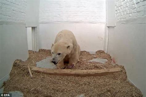 Polar Bear Gives Birth To Cub In Heart Warming Footage Daily Mail Online