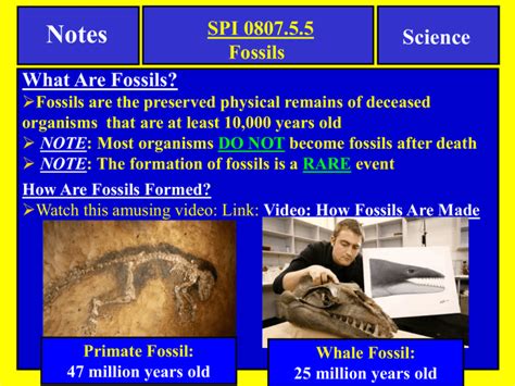 Fossils Types Formation And Examples