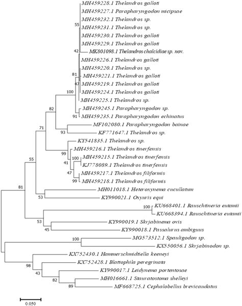 Molecular Phylogenetic Analysis By Maximum Likelihood Method For The