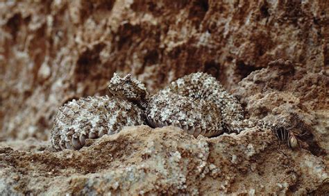 The Spider Tailed Viper Pseudocerastes Urarachnoides From Western