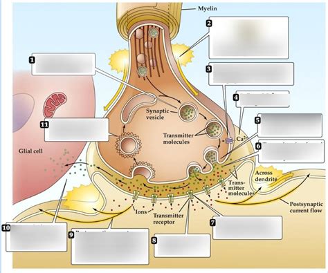 Presynaptic Neuron Diagram Quizlet