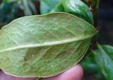 山茶花锈壁虱 植保 园林网