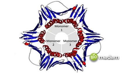 Different Levels Of Protein Structure Biomadam