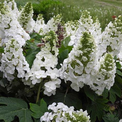 Гортензия дуболистная Руби Слипперс (Hydrangea guercifolia Ruby ...