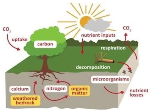 14 Cellular Respiration Examples Studiousguy