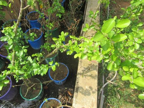 Clone Any Tree To Create Mature Copies In Two Months Air Layering Agriculture Nigeria